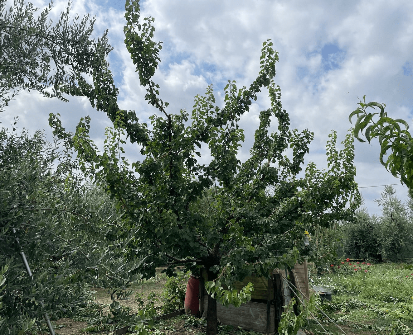 Albicocco: PRIMA e DOPO la potatura | Interacty project